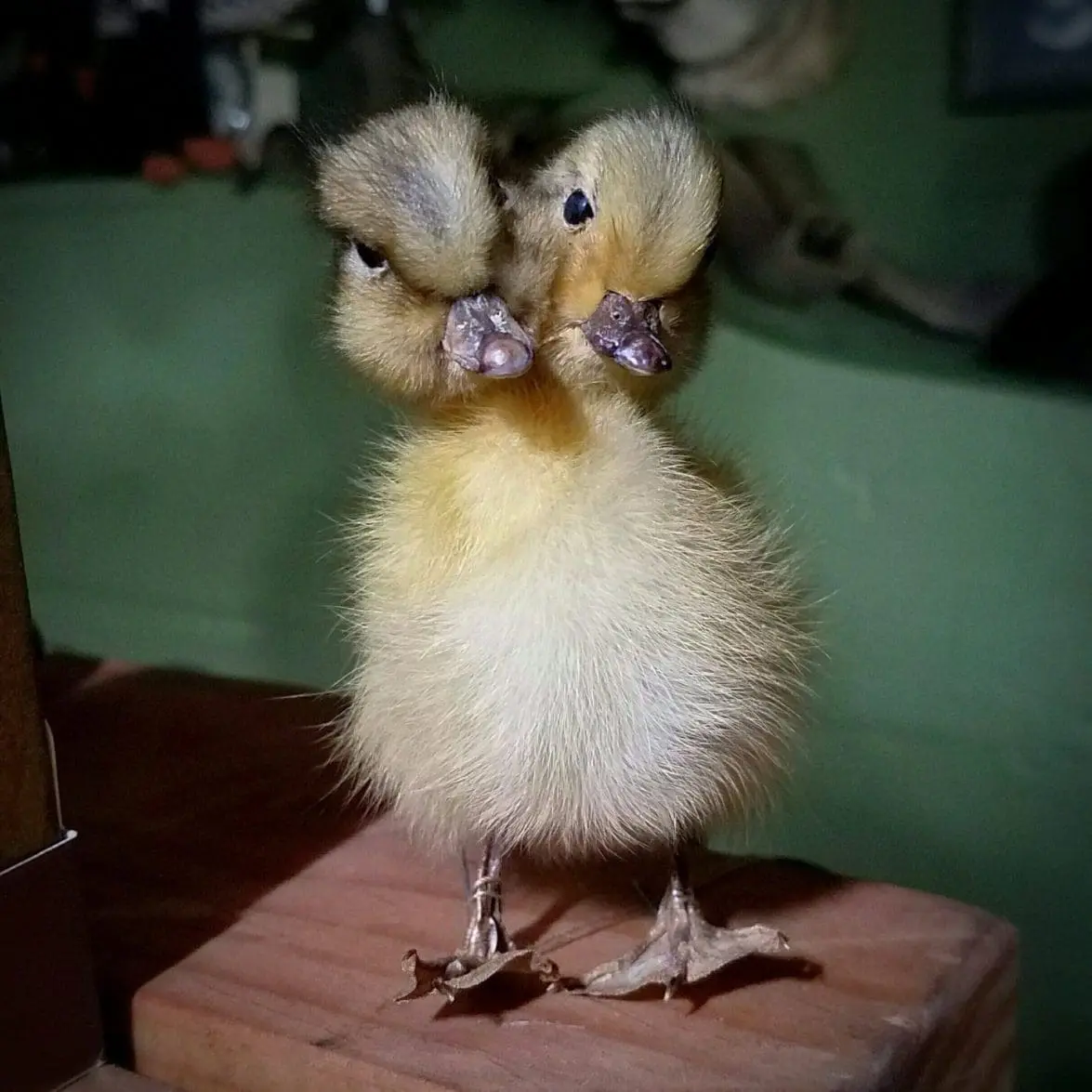 Oddity Store Online, Curiosities, Gothic Décor, Oddities Website