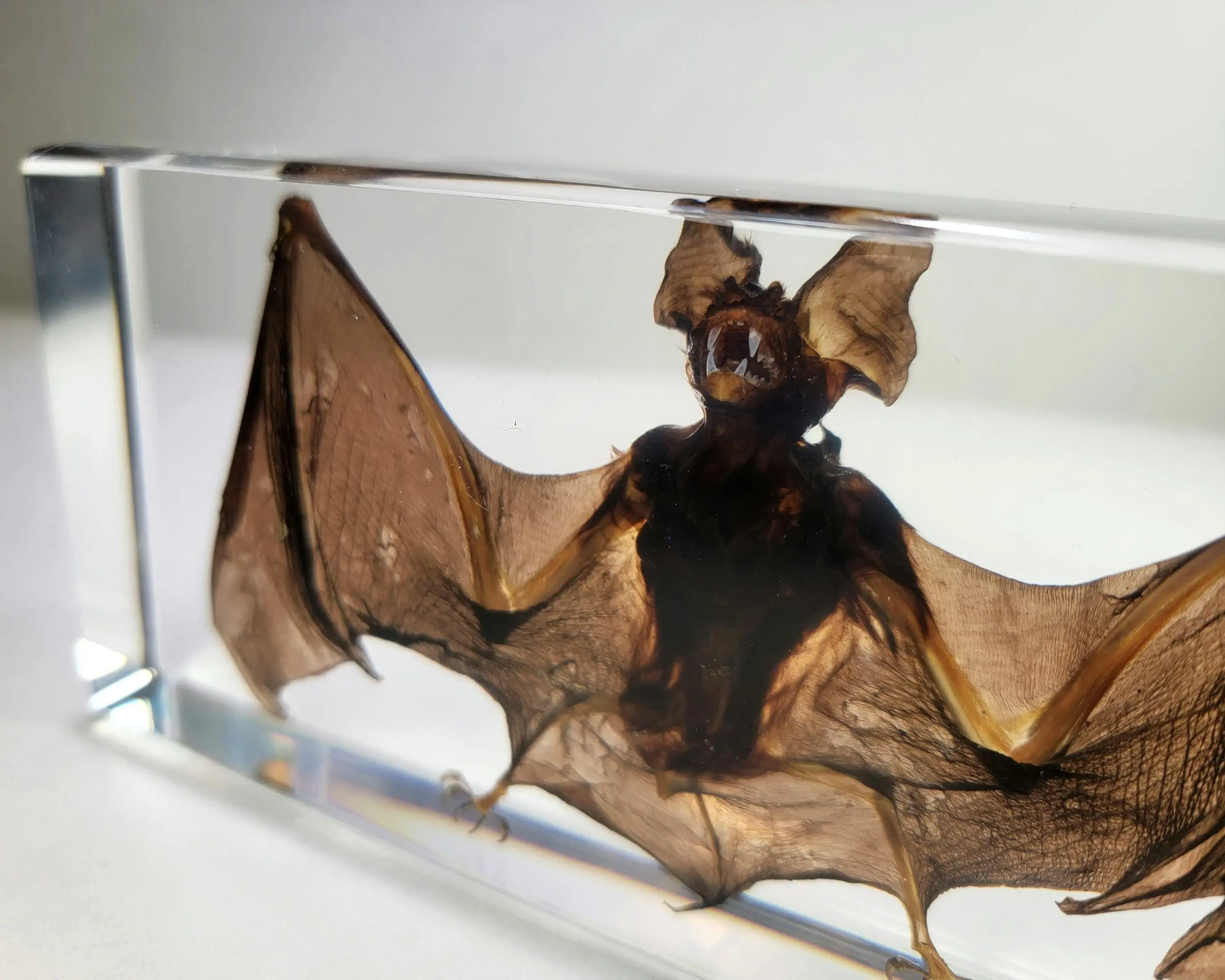 Oddity Store Online, Curiosities, Gothic Décor, Oddities Website