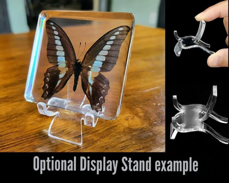 Blue Bottle Butterfly in Resin, Lucite, Butterfly Display, Graphium ...
