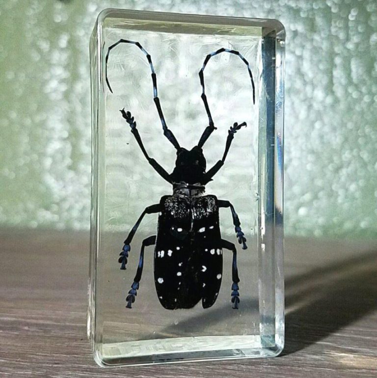 Long Horn Beetle in Resin, Real Beetle, Insect in Resin, Lucite Beetle ...