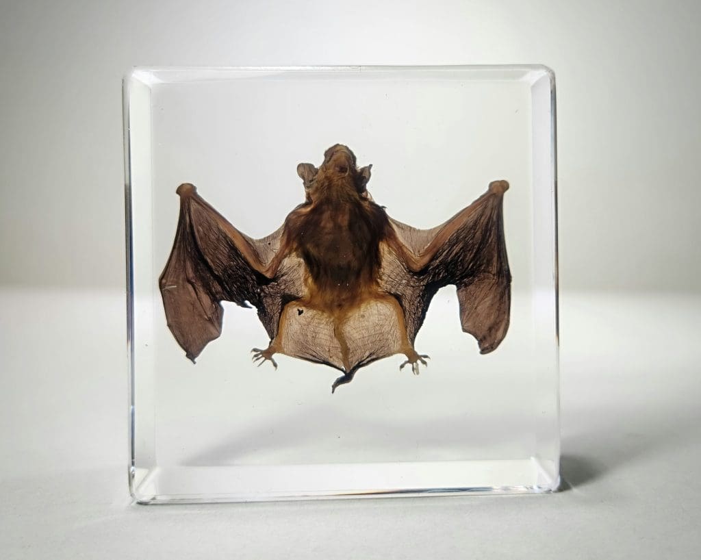 Real Bat in Resin, Real Bat in Lucite, Oddities, Curiosities - Oddity ...