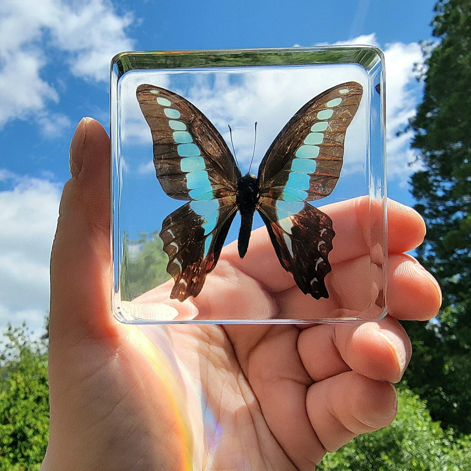 Blue Bottle Butterfly in Resin, Lucite, Butterfly Display, Graphium ...