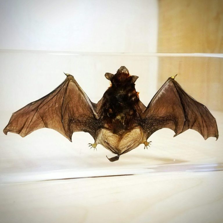 Natural Specimens and Curiosities - Oddities For Sale