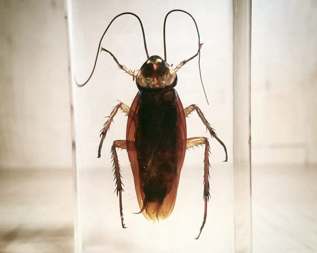 Real Cockroach in Resin, Insects in Lucite, Roach, Oddities ...
