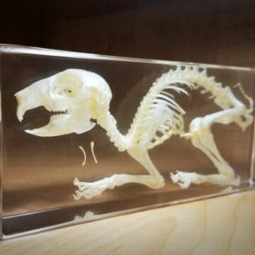 Rabbit Skeleton in Resin, Rabbit Skull, Lucite, Oddities, Curiosities ...