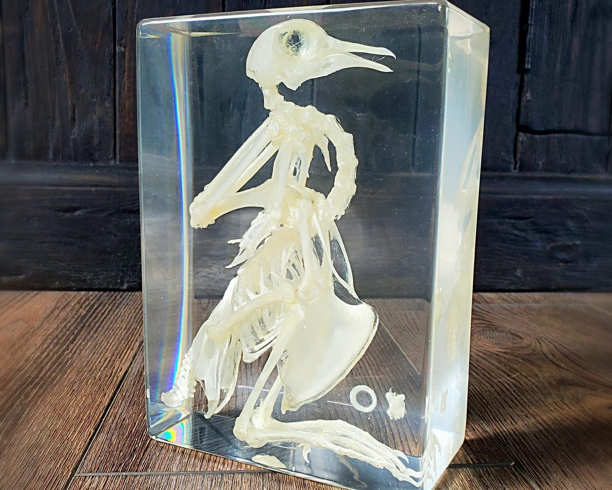 Large Bird Skeleton In Resin, Pigeon Skeleton, Real Animal Skeleton In ...