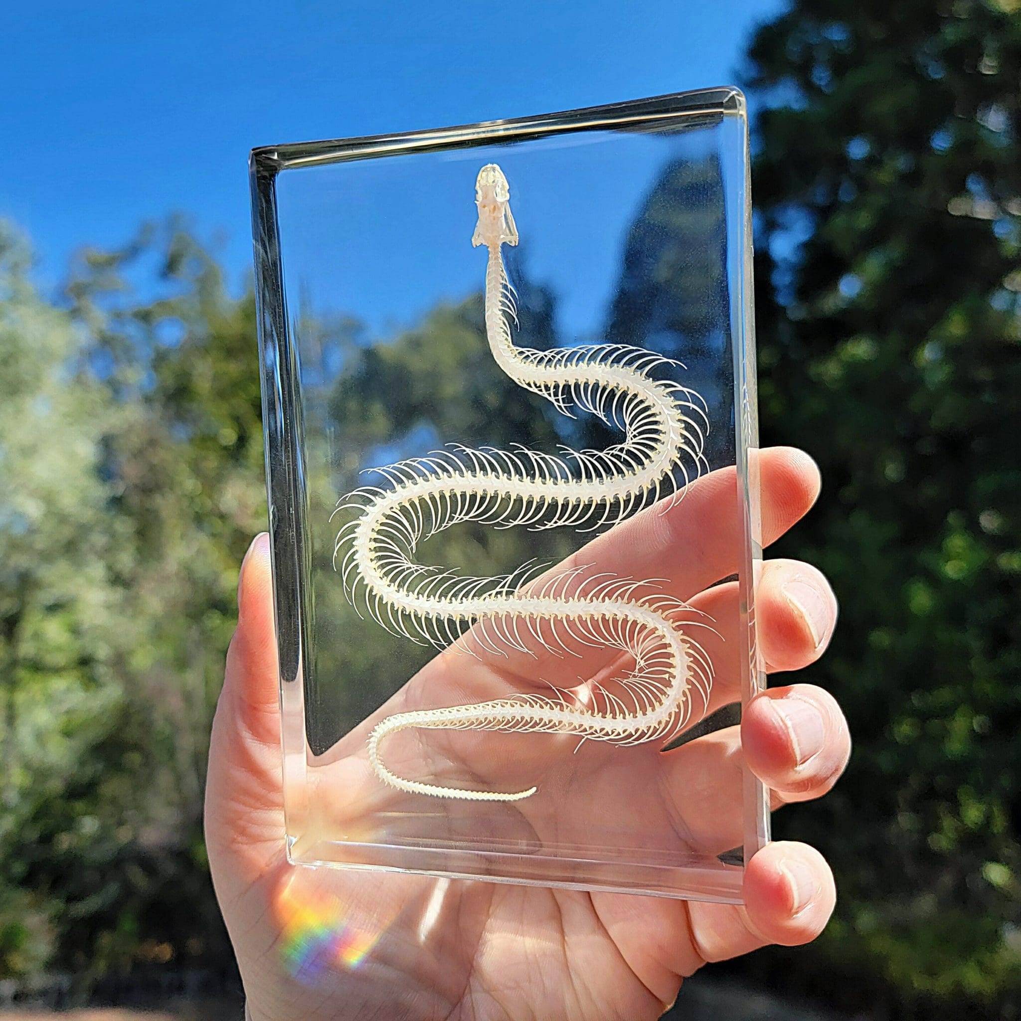 Large Snake Skeleton In Resin, Animal Skeletons, Oddities, Curiosities ...