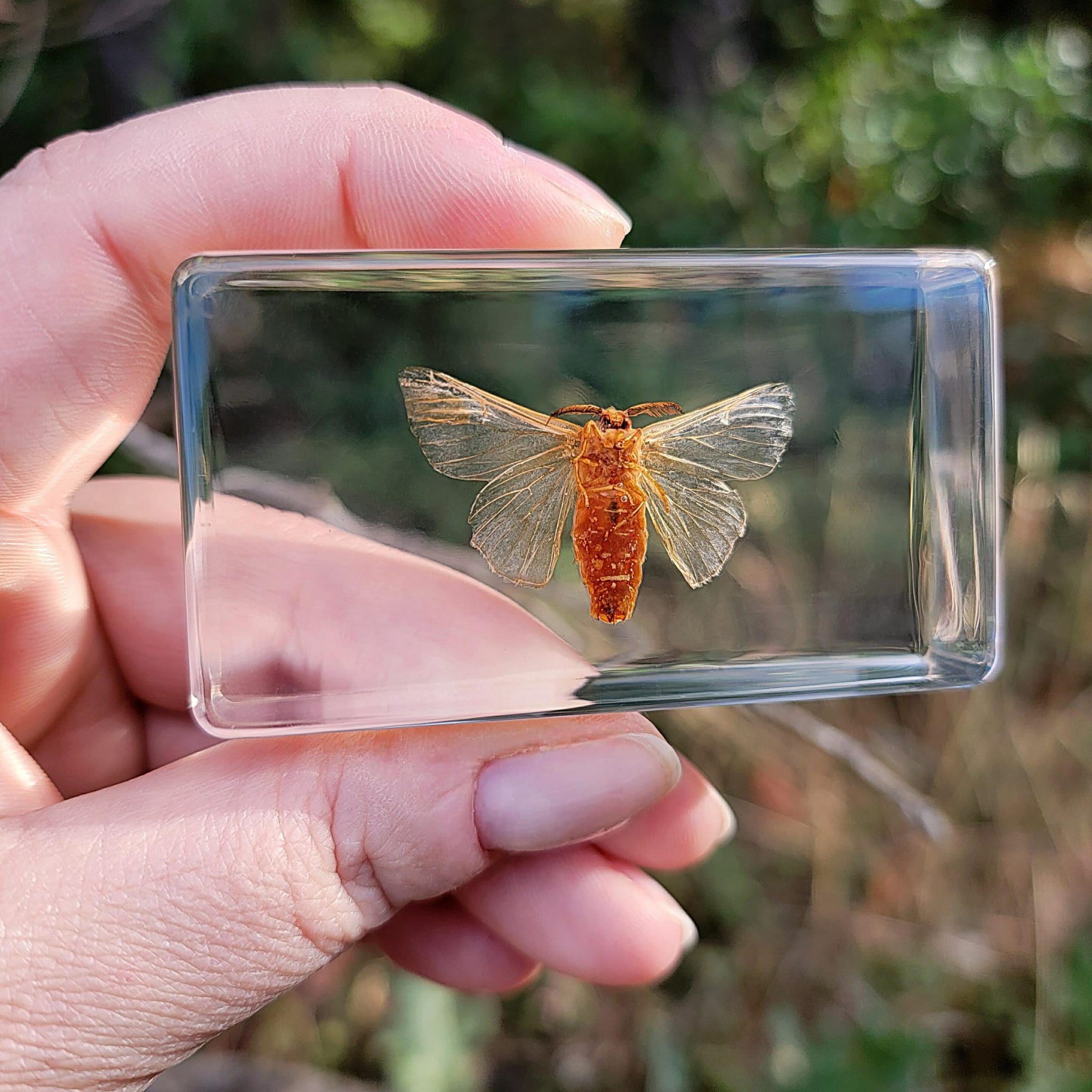 Silkworm Moth in Resin, Insect in Lucite, Oddities, Real Moth, Silk ...