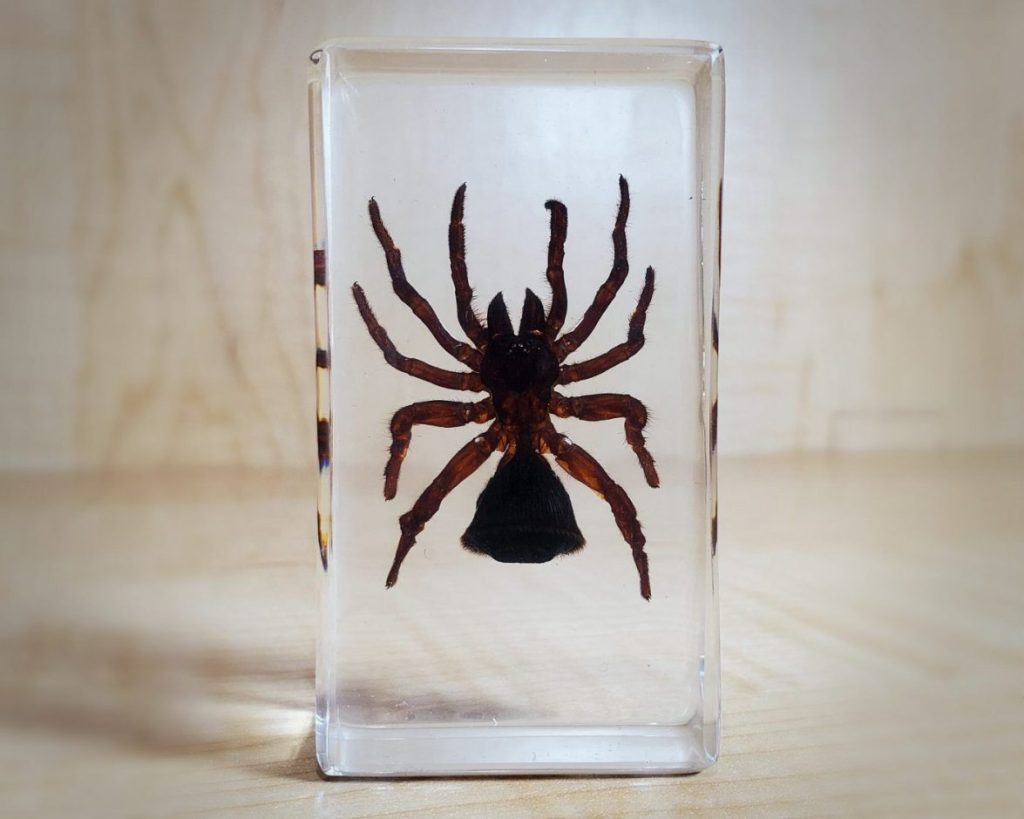 Large Spider in Resin, Hourglass Spider, Lucite Specimens, Cyclocosmia ...