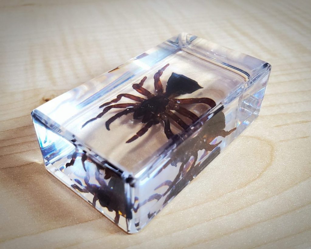 Large Spider in Resin, Hourglass Spider, Lucite Specimens, Cyclocosmia ...