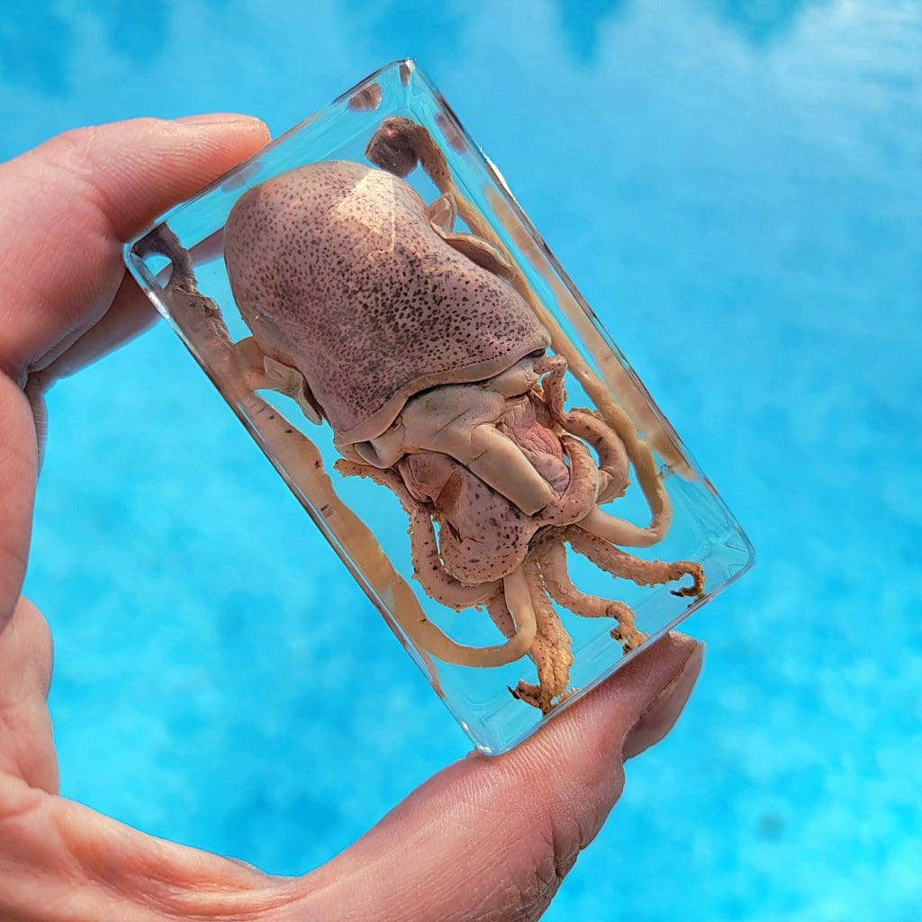 Squid in Resin, Real Squid Lucite Specimen - Oddities For Sale has unique