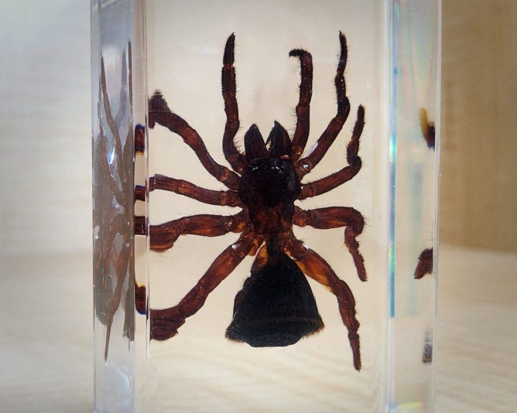 Hourglass Spider in Resin, Trapdoor Spider, Cyclocosmia Ricketti ...