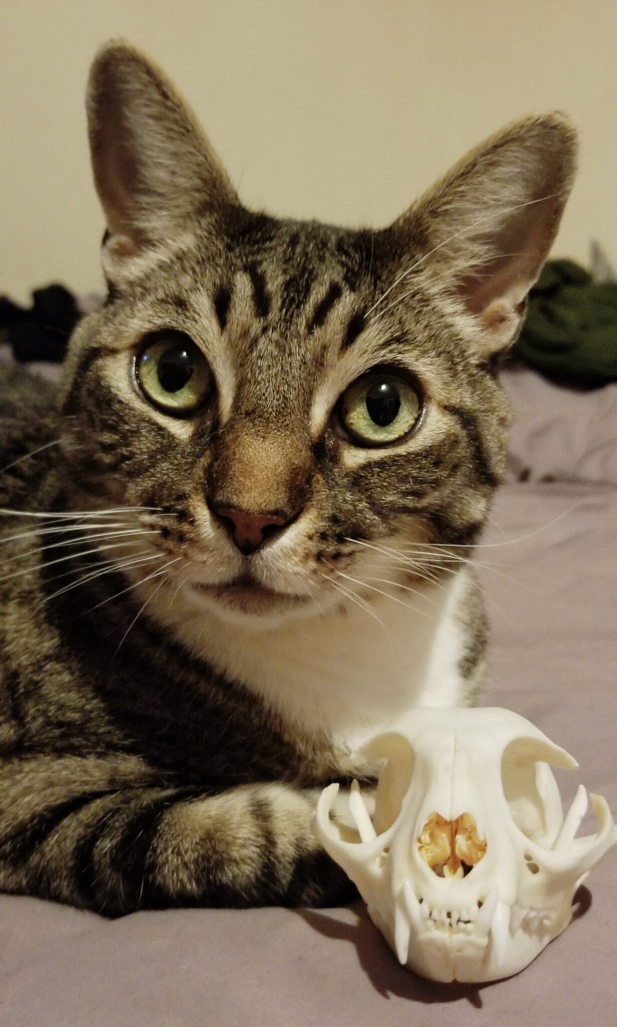 Real Cat Skull, Domestic Cat, Animal Skulls - Oddities For Sale