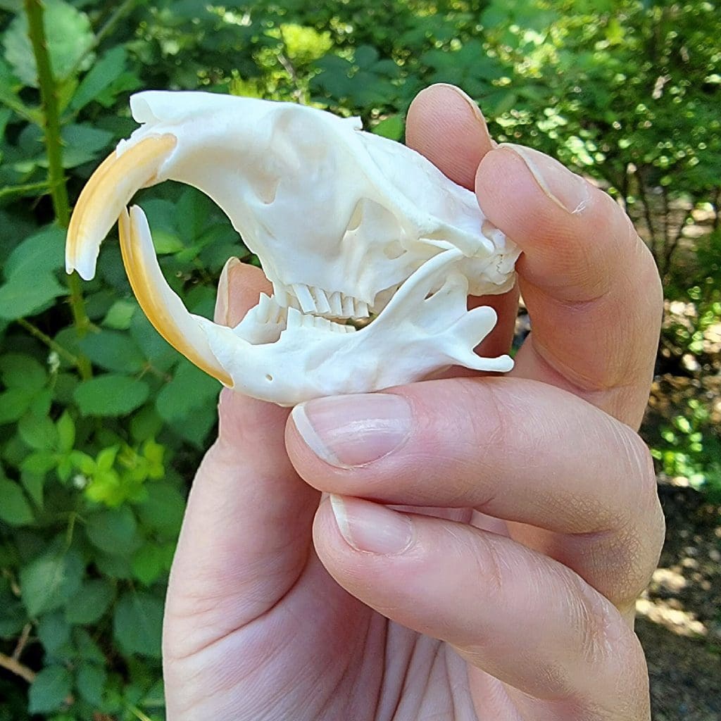 Real Muskrat Skull - Oddity Store Online - Oddities For Sale