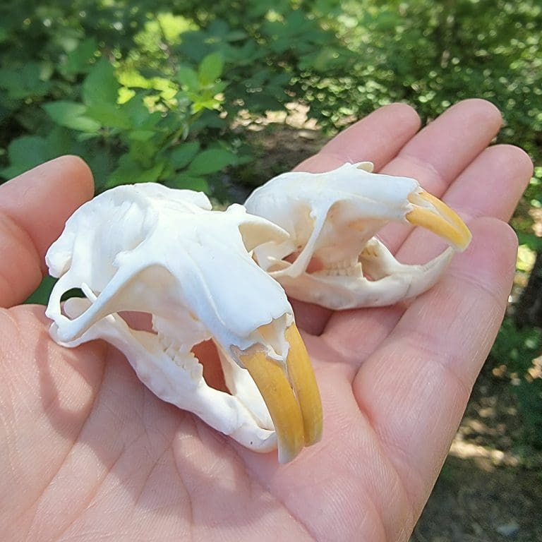 Real Muskrat Skull - Oddity Store Online - Oddities For Sale