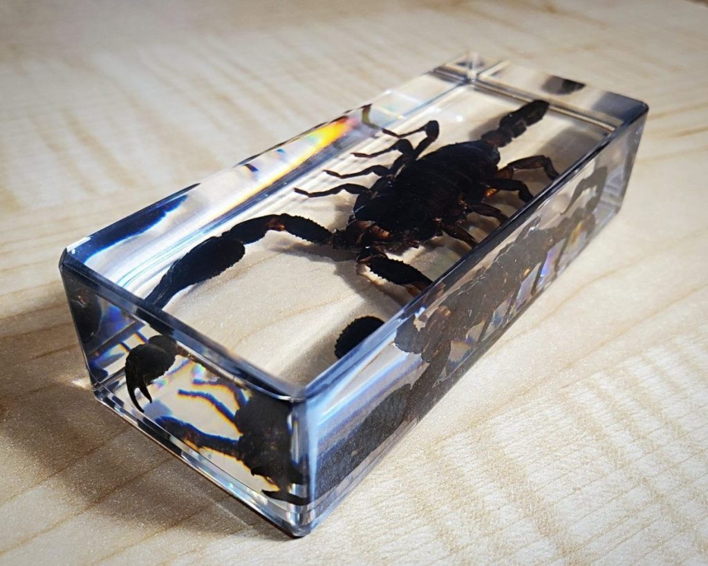 LARGE -Black Scorpion in Resin, Insects in Lucite, Oddities ...