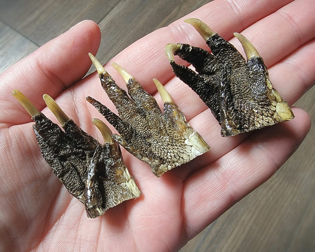 3 Alligator Feet, Alligator Claw, Taxidermy Alligator, Oddities ...