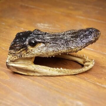 Small Taxidermy Alligator Head, Real Gator Head - Oddities For Sale has ...