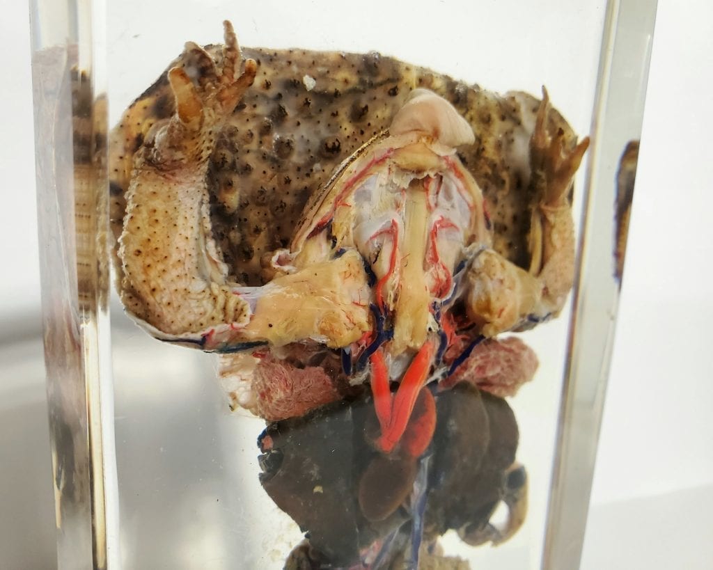 Dissected Toad In Resin, Dissected Frog Specimen, Oddities, Curiosities ...