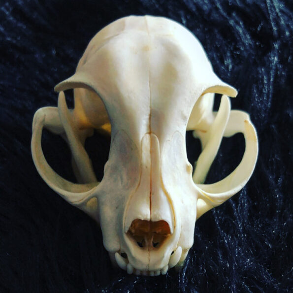 DISCOUNT -Real Cat Skull, Domestic Cat, Animal Skulls - Oddities For ...