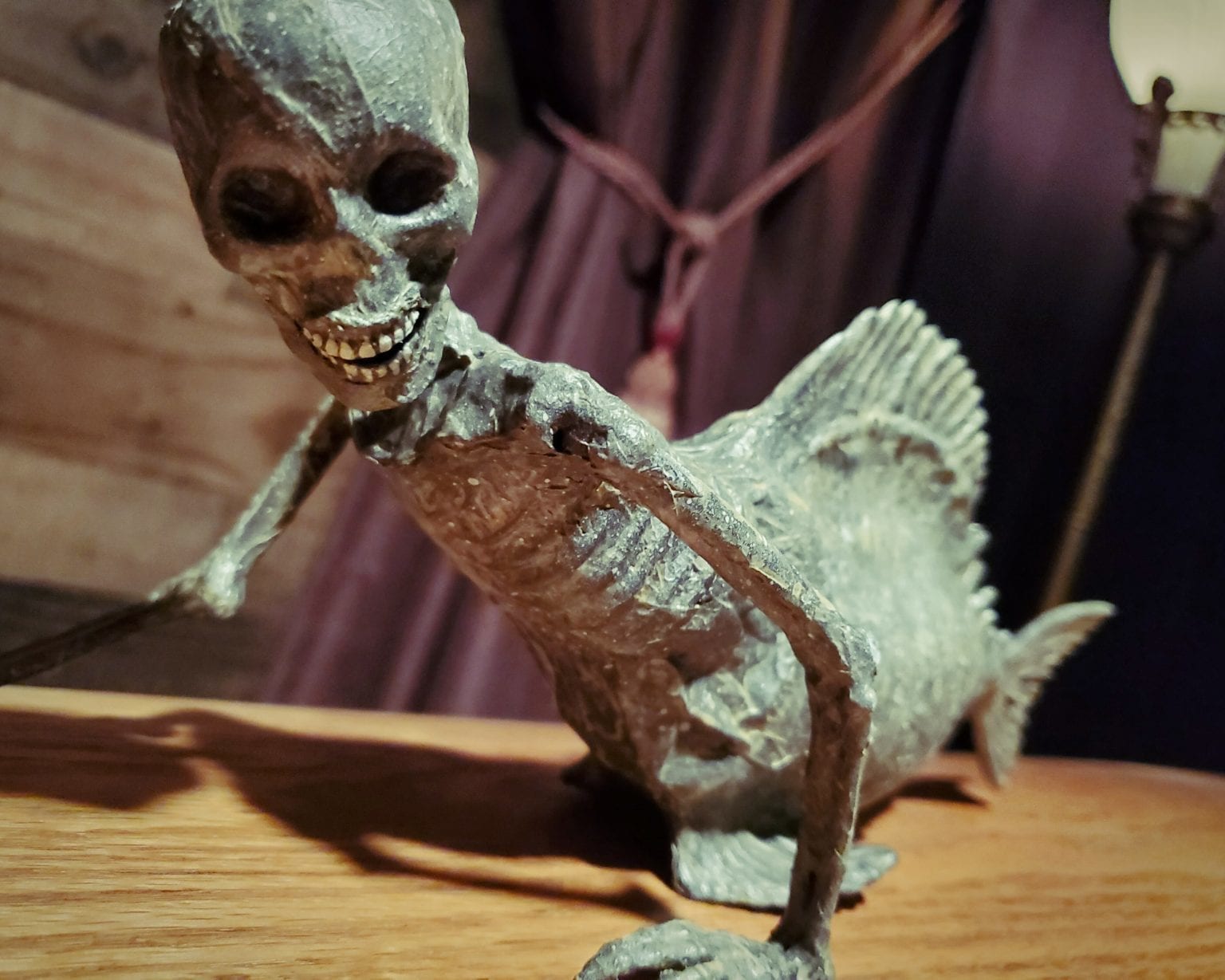 DISCOUNT -Real Cat Skull, Domestic Cat, Animal Skulls - Oddities For ...