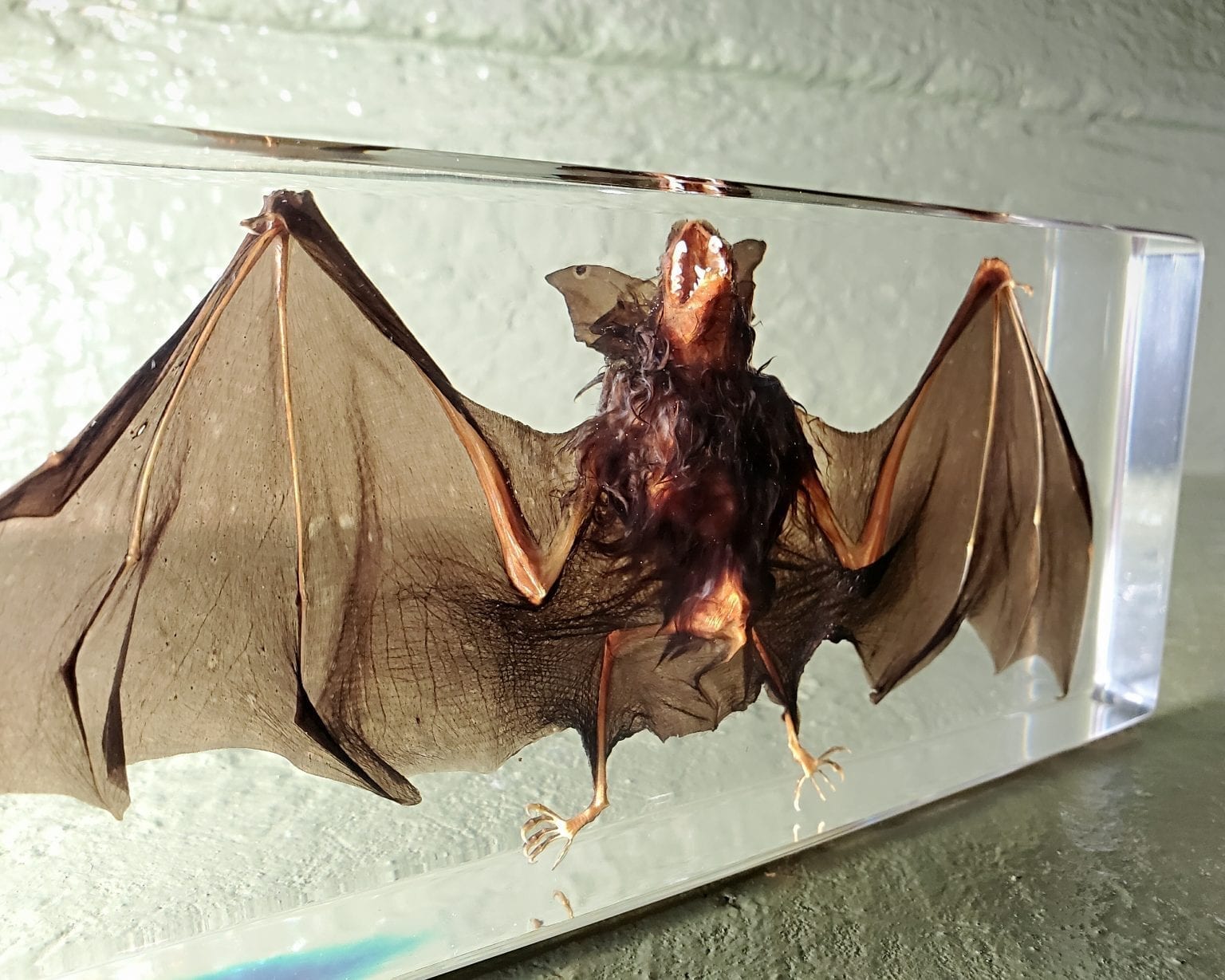 LARGE -Real Bat in Resin, Preserved Bat, Specimens In Resin, Oddities ...