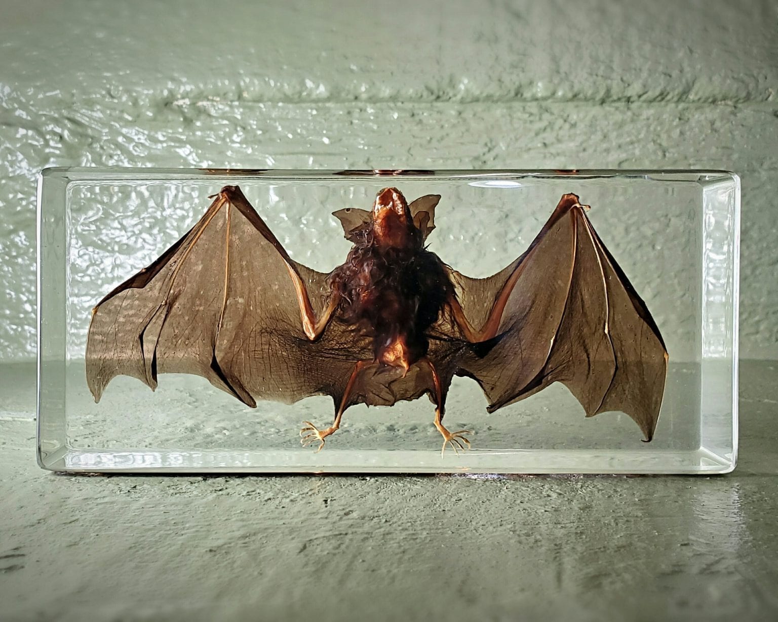 LARGE -Real Bat in Resin, Preserved Bat, Specimens In Resin, Oddities ...