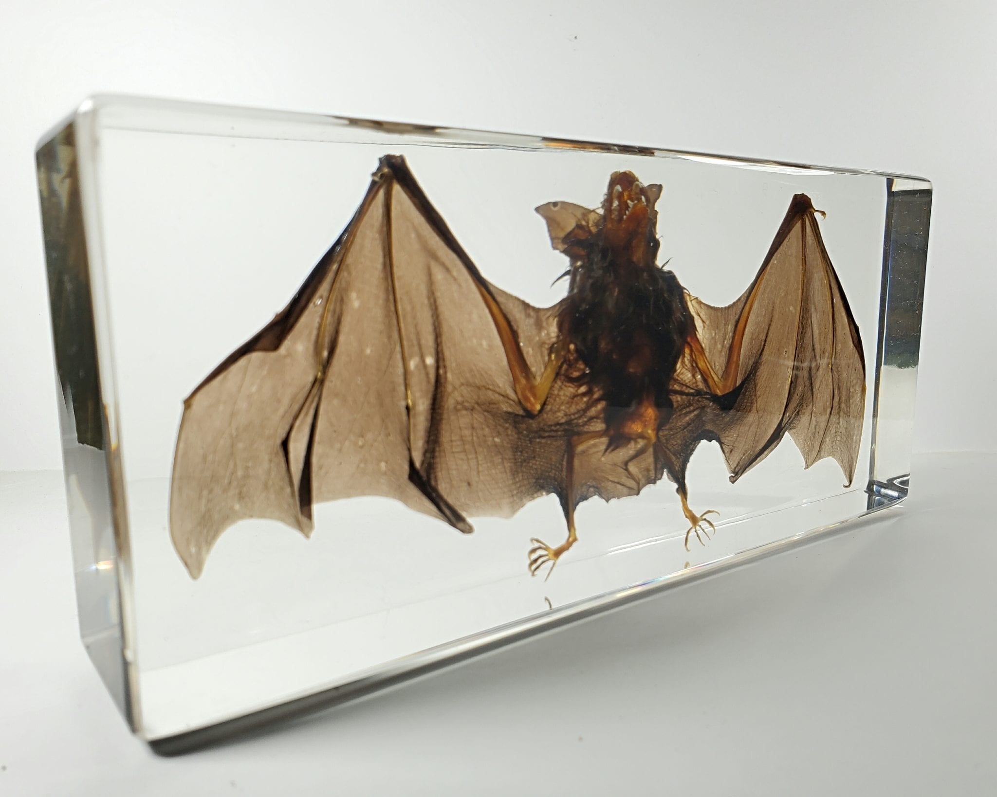 Skeleton Bats Bat Specimen- Real Bat Specimen, Encased Animal Specimen ...