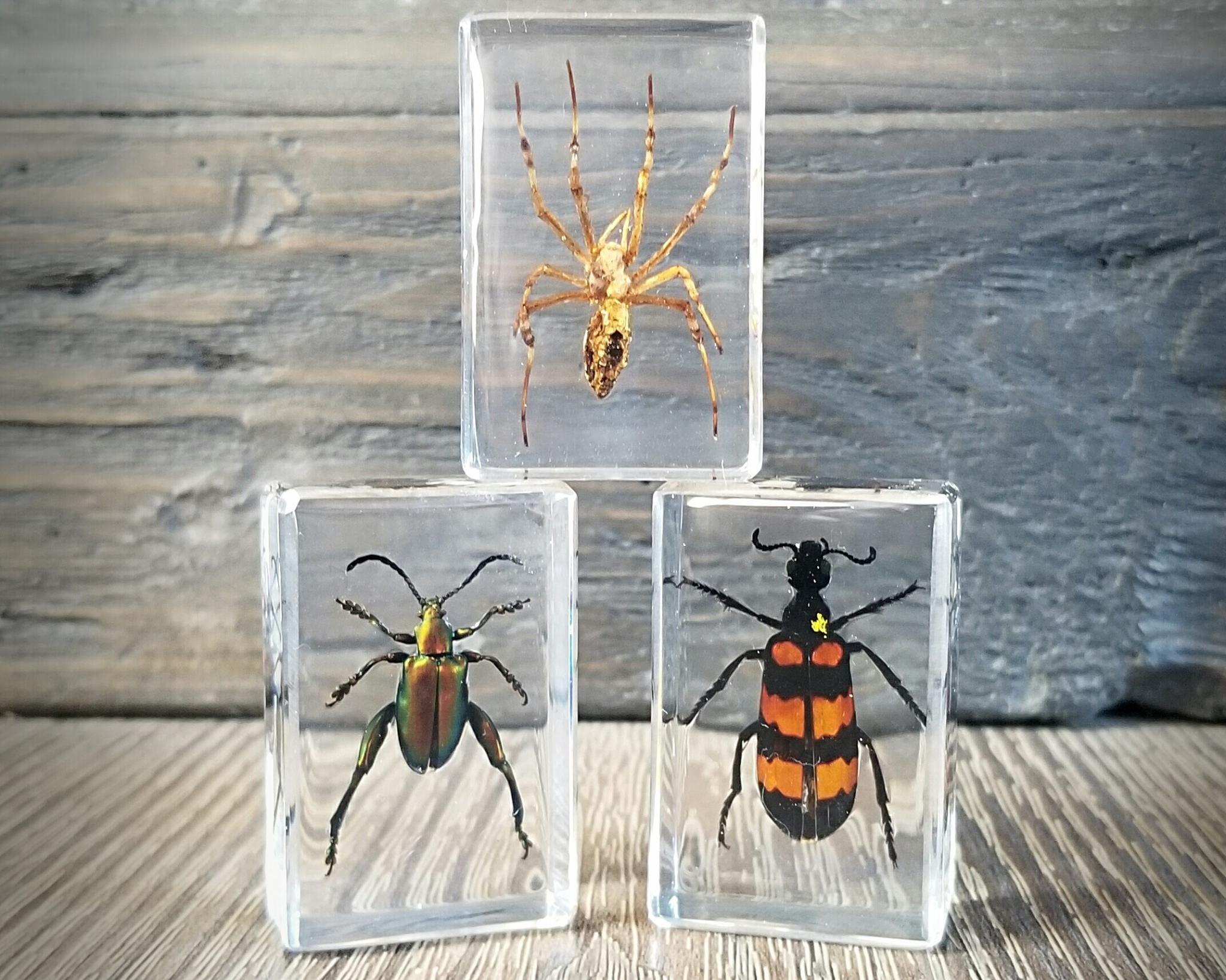 3 Piece Insect in Resin Set, Real Insect Collection, Spider, Beetle ...