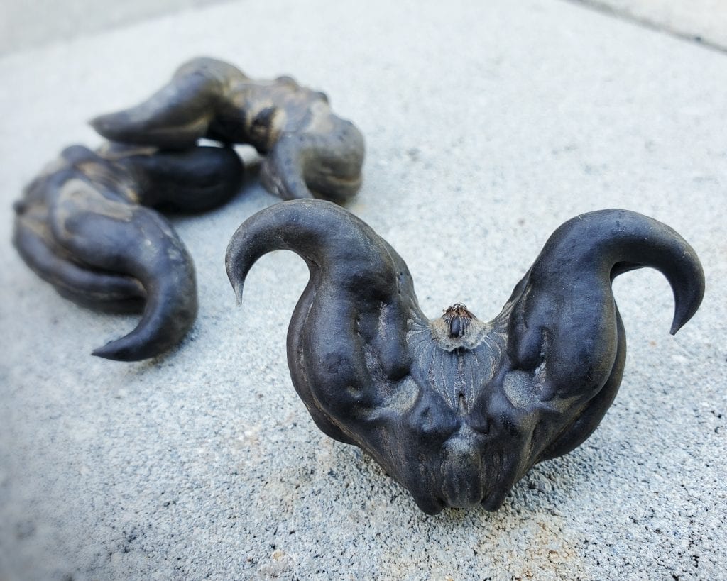 Shop - Page 2 of 9 - Oddities For Sale has unique