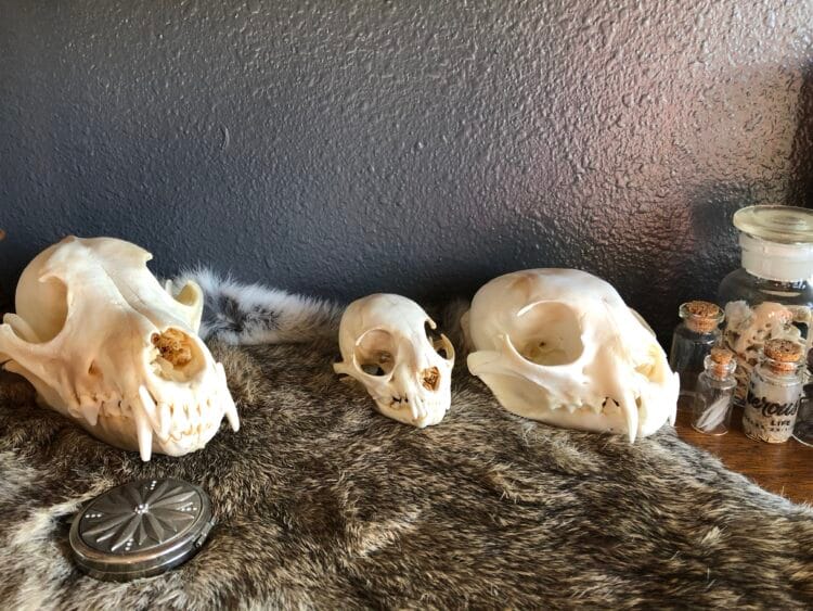 Real Cat Skull, Domestic Cat, Animal Skulls - Oddities For Sale