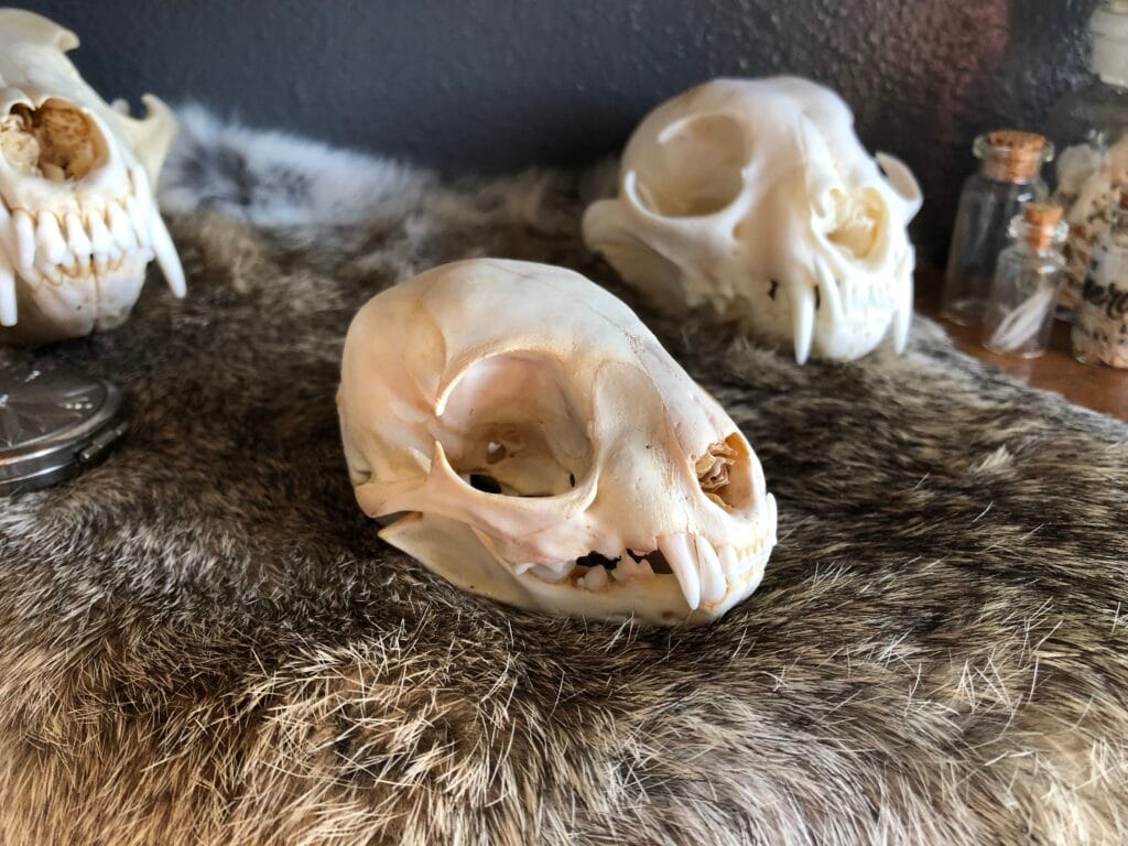 Real Cat Skull, Domestic Cat, Animal Skulls - Oddities For Sale