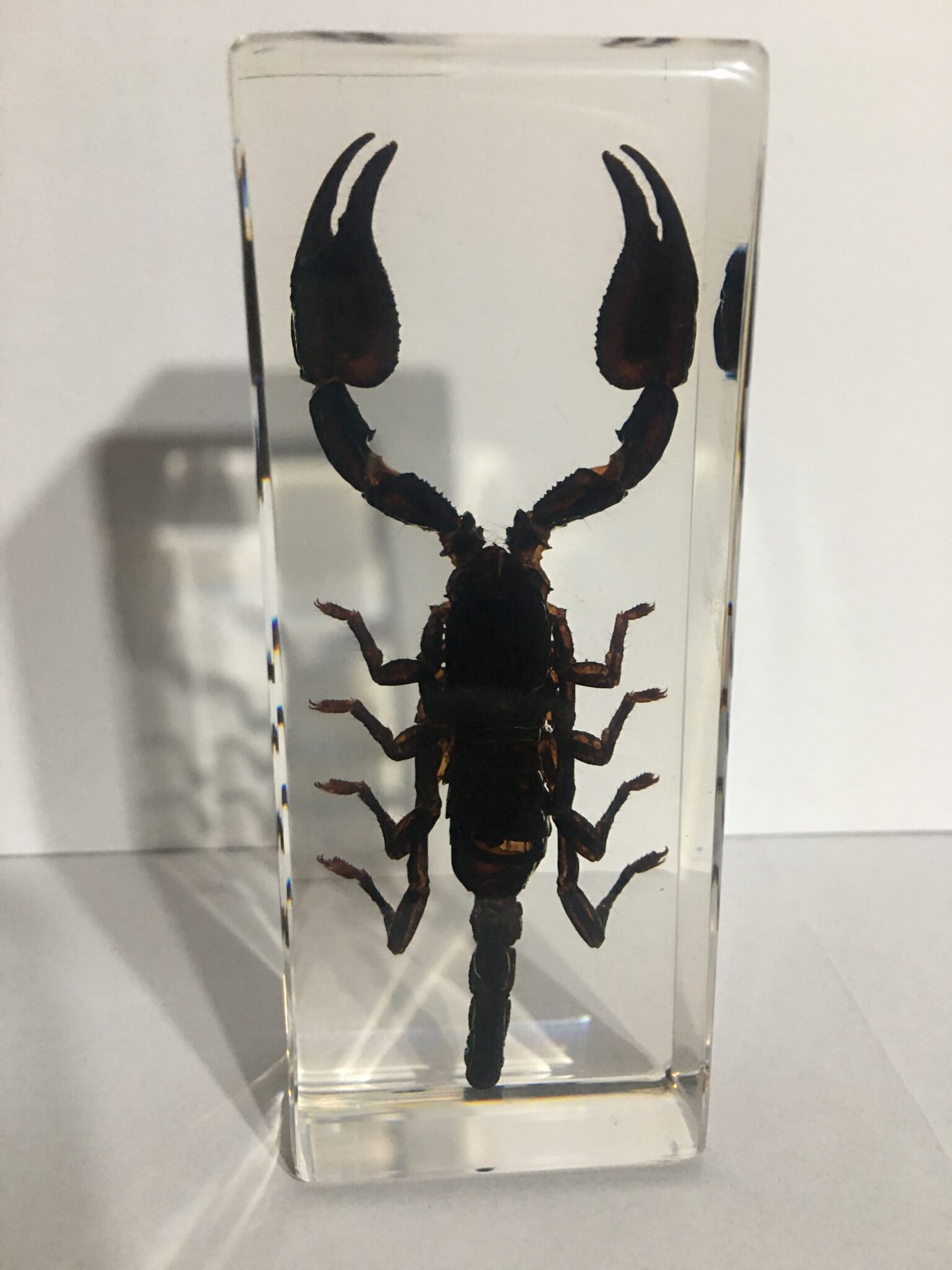 LARGE -Black Scorpion in Resin, Insects in Lucite - Oddities For Sale