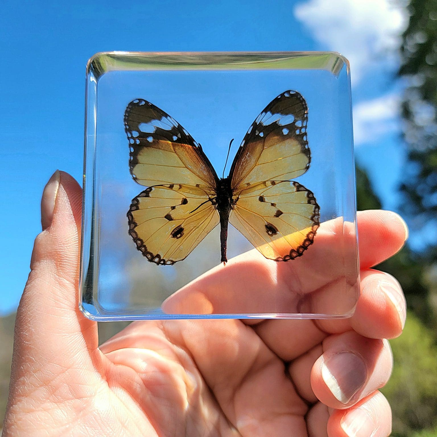 African Monarch Butterfly in Resin, Butterfly Display, Danaus Chysippus ...