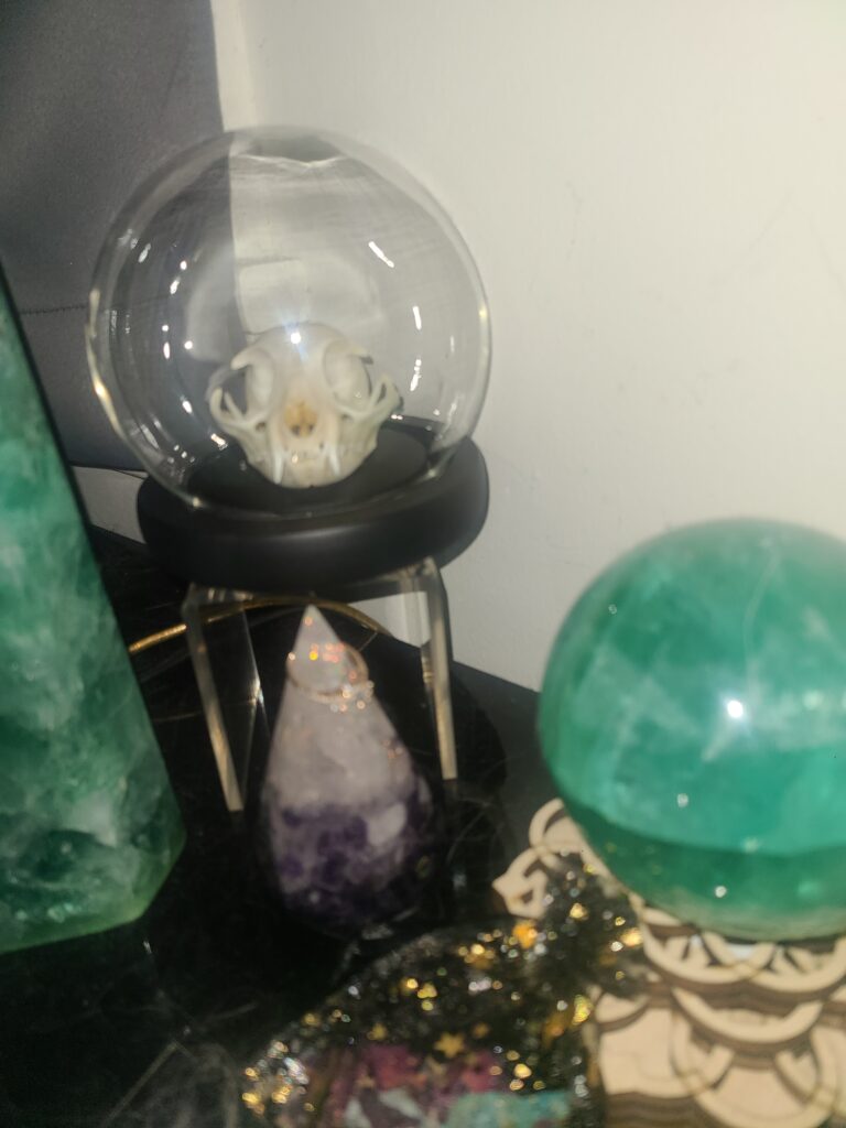 Real Cat Skull, Domestic Cat, Animal Skulls - Oddities For Sale has unique