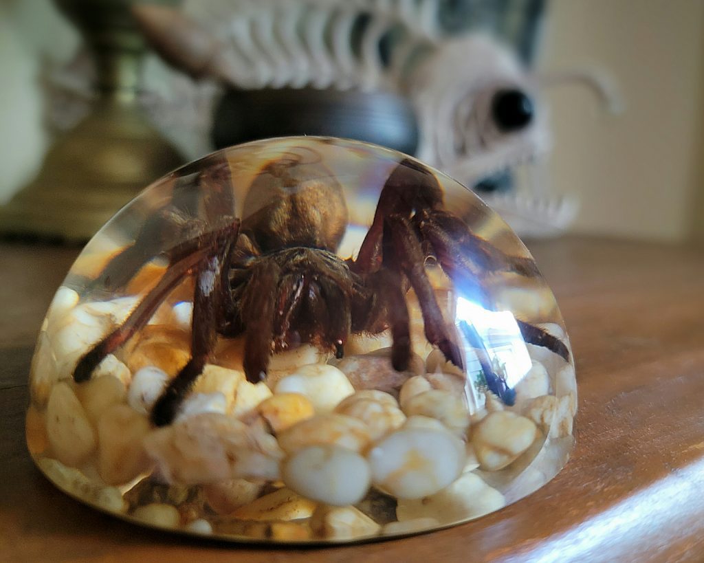 Large Spider in Resin, Dome, Paperweight, Real Spider - Oddities For ...