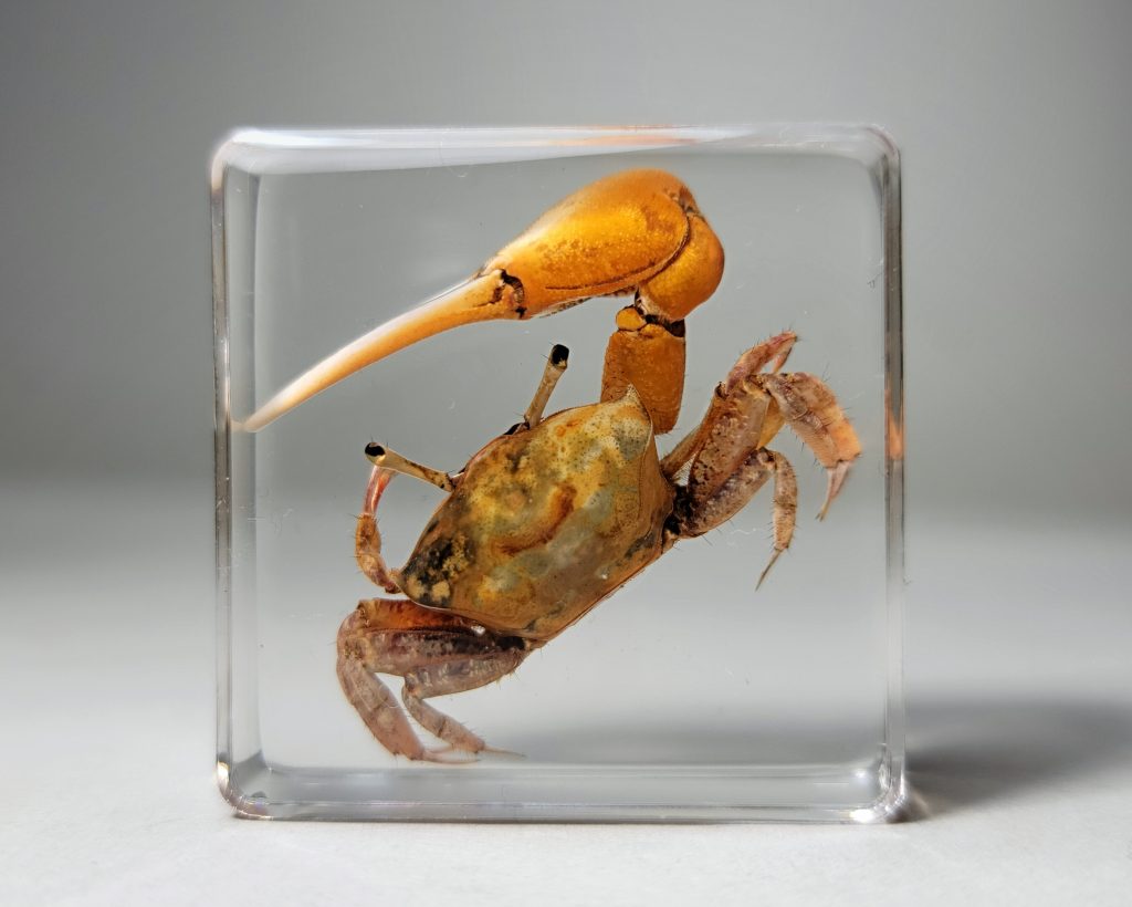 Fiddler Crab in Resin, Real Crab Specimen, Uca crassipes - Oddities For ...