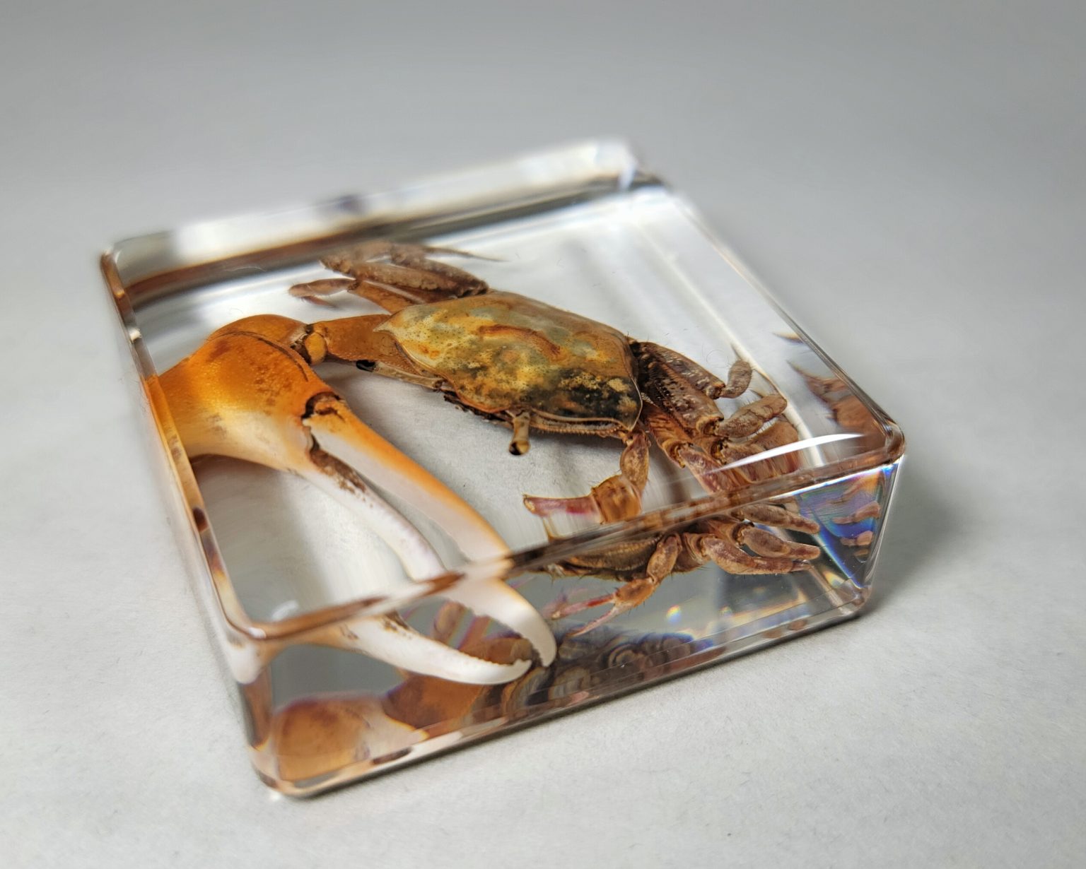Fiddler Crab in Resin, Real Crab Specimen, Uca crassipes - Oddities For ...