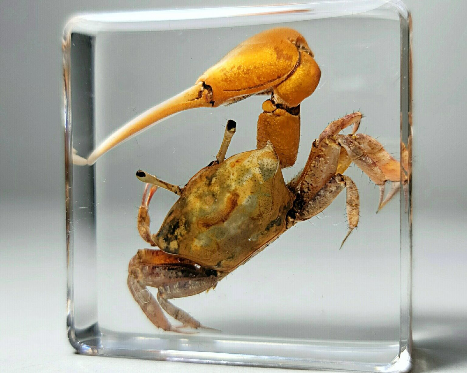 Fiddler Crab in Resin, Real Crab Specimen, Uca crassipes - Oddities For ...