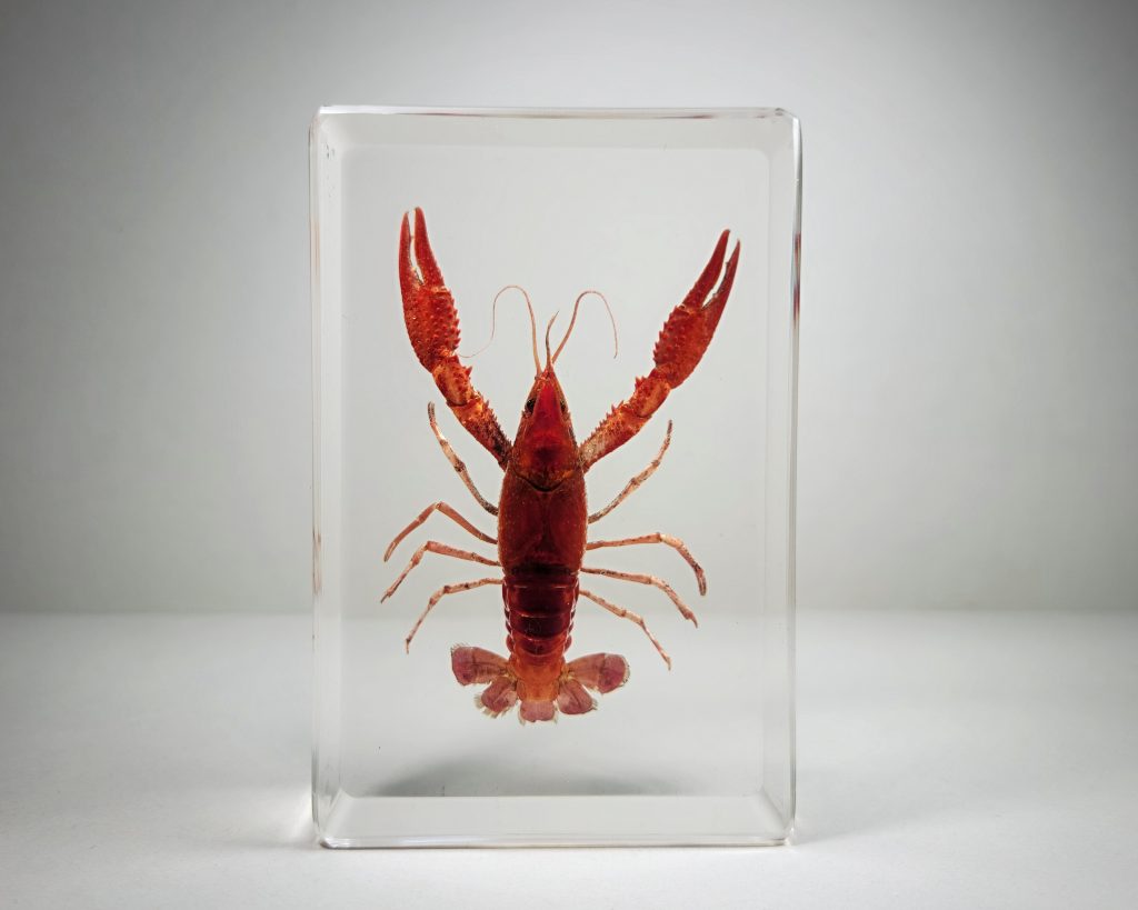 Real Crayfish in Resin, Red Swamp Crayfish, Procambarus clarkii ...