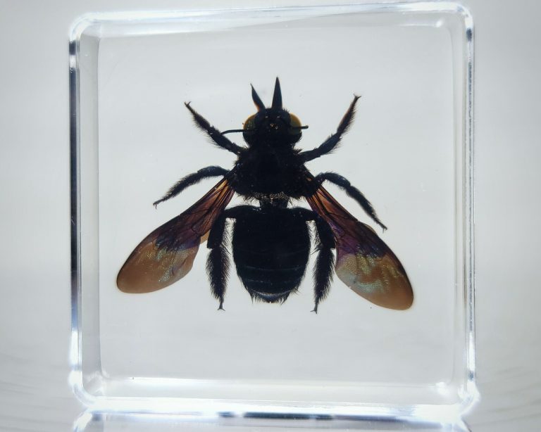 Bamboo Bee in Resin, Carpenter Bee, Insects in Resin, Xylocopa dissimilis - Oddities For Sale ...