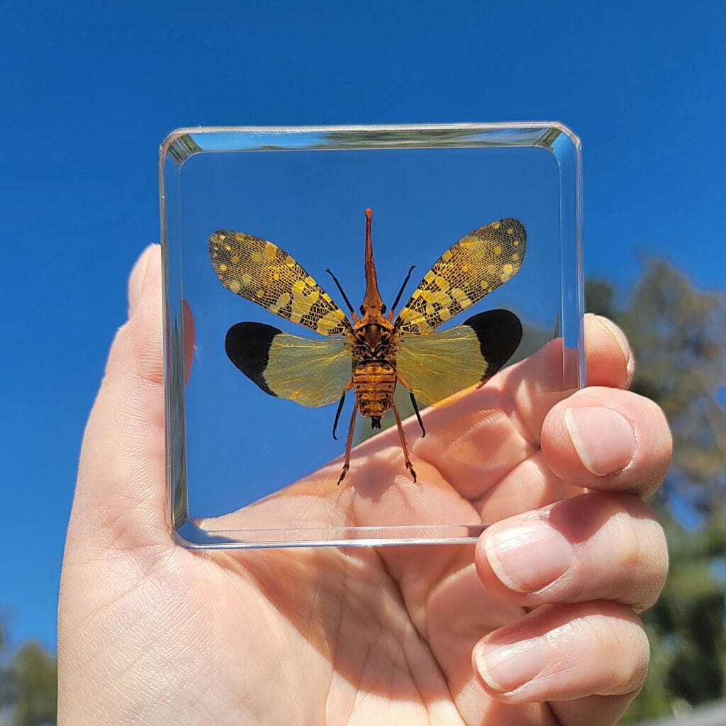 Lanternfly In Resin, Wings Open, Insects in Resin, Fulgora candelaria ...