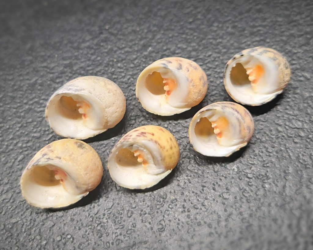 X6 Bleeding Tooth Shell, Nerite Shells, Oddities, Curiosities ...