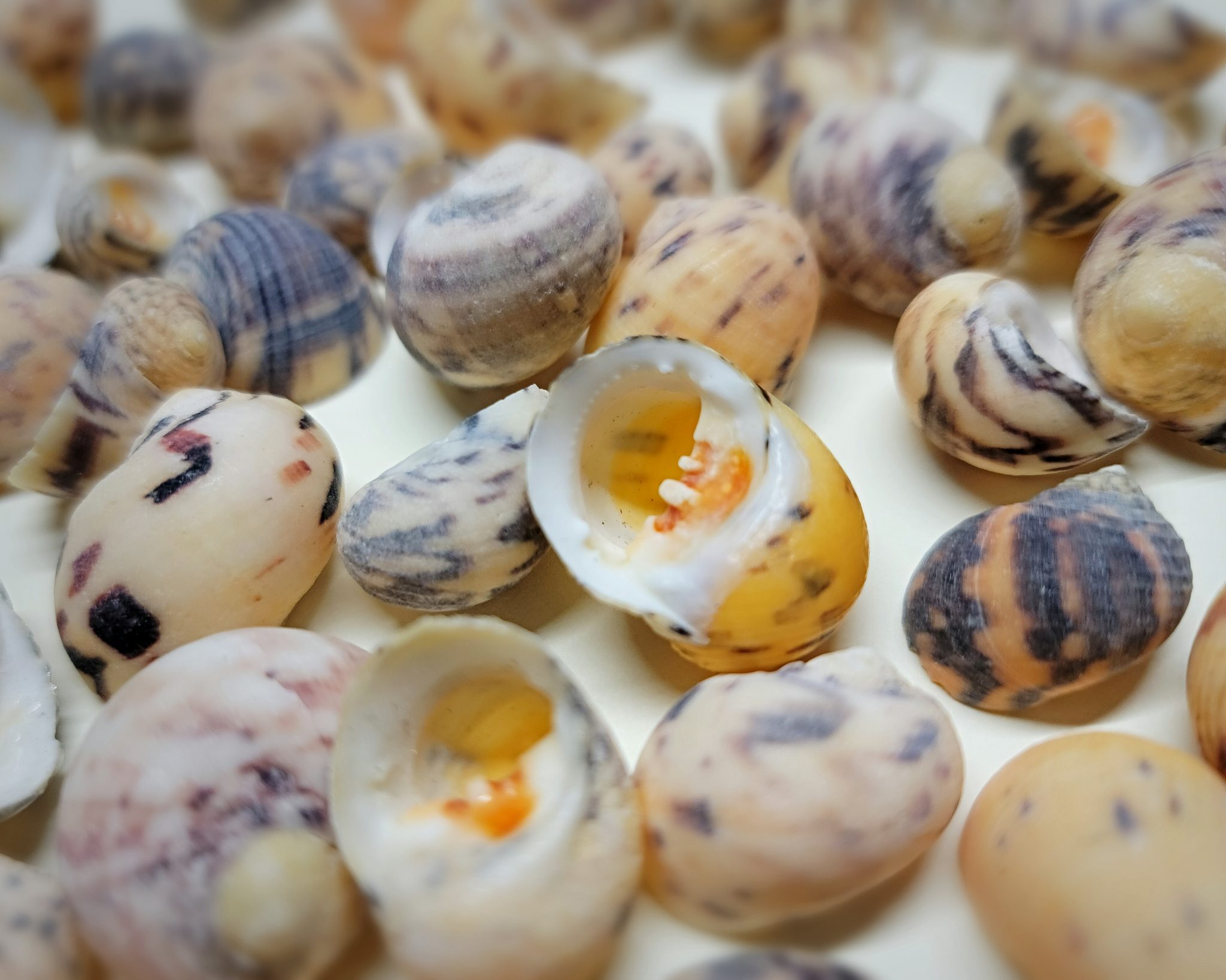 X6 Bleeding Tooth Shell, Nerite Shells, Oddities, Curiosities ...