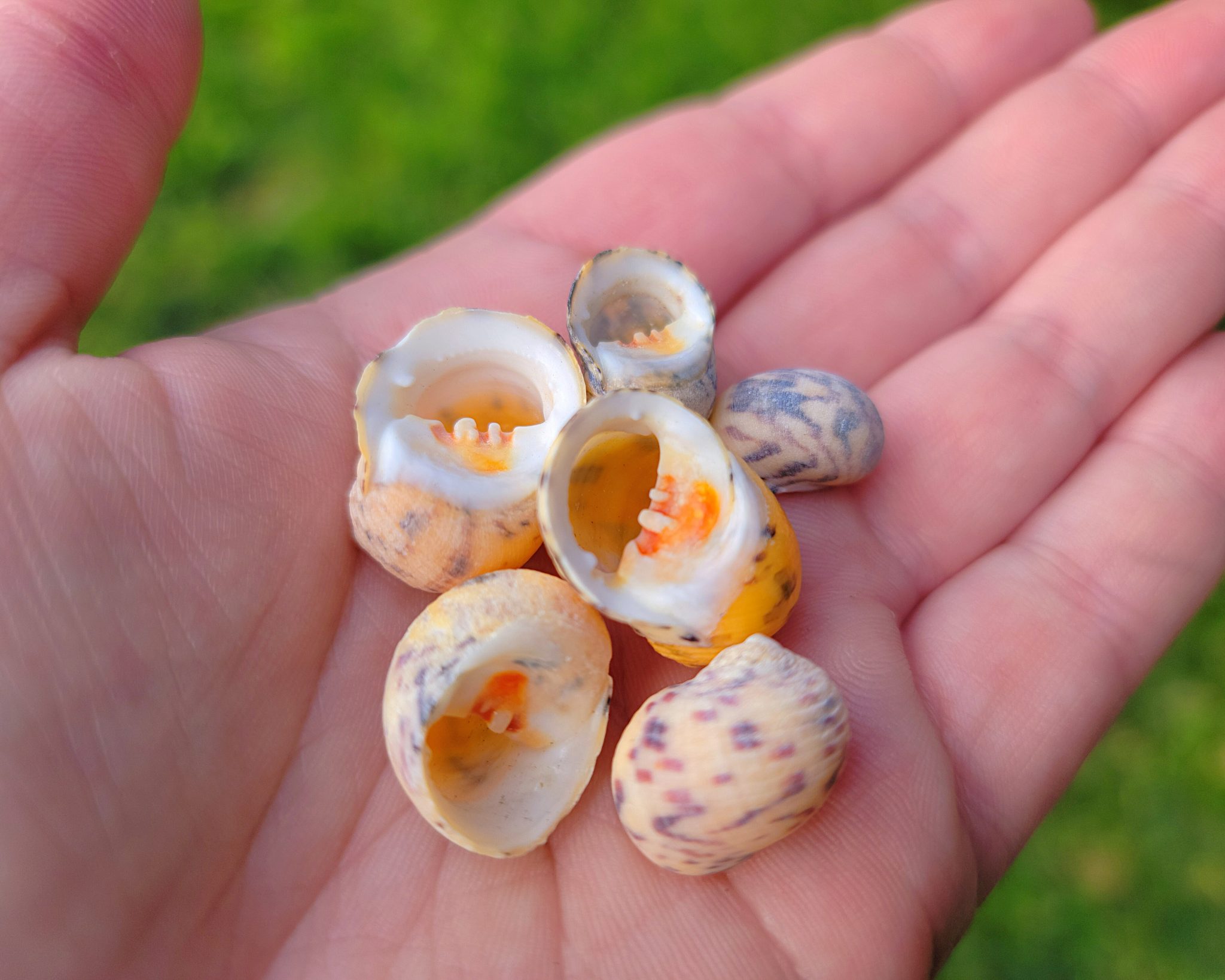 X6 Bleeding Tooth Shell, Nerite Shells, Oddities, Curiosities ...