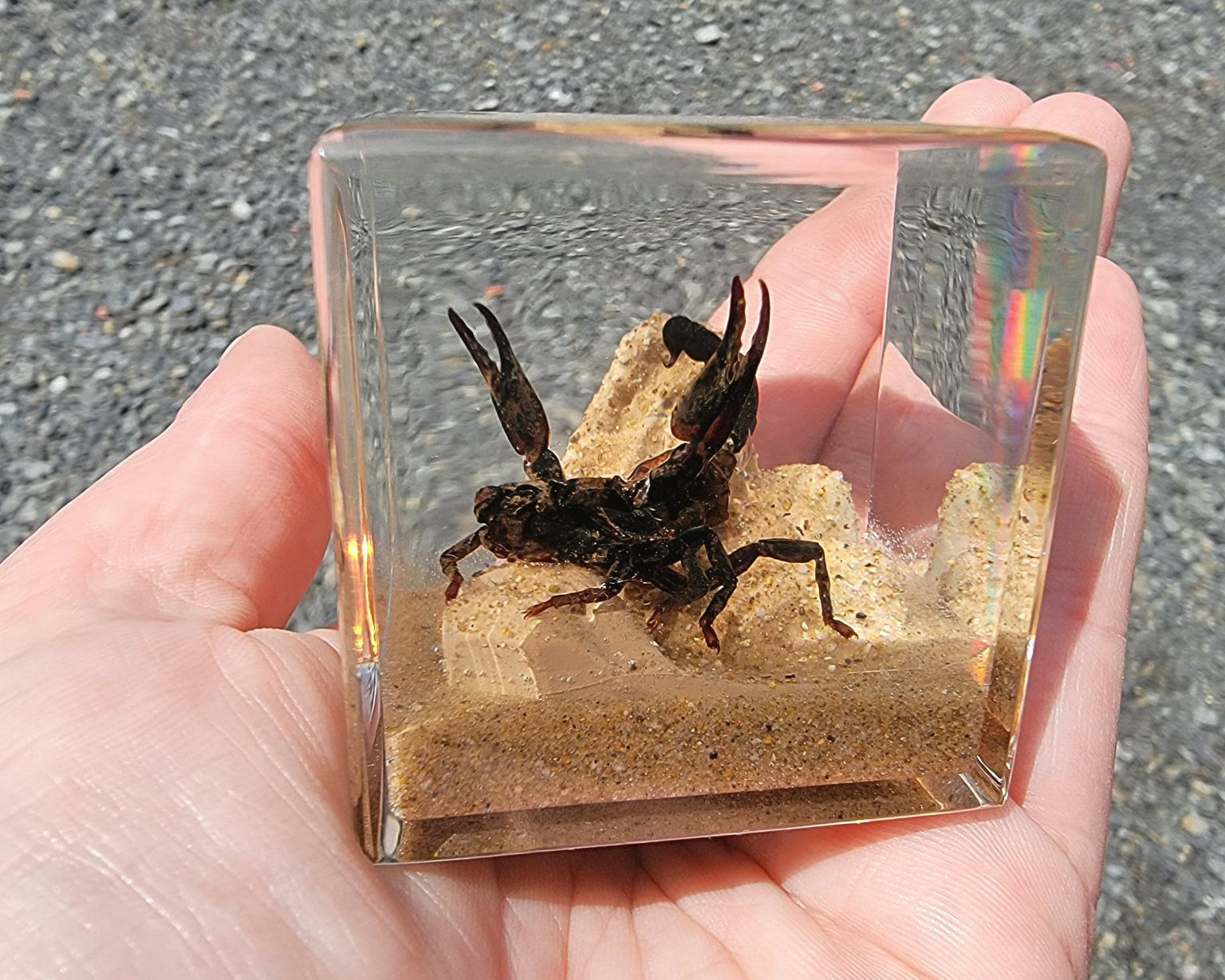 Scorpion in Resin, Scorpion Diorama Display, Real Bug in Resin ...