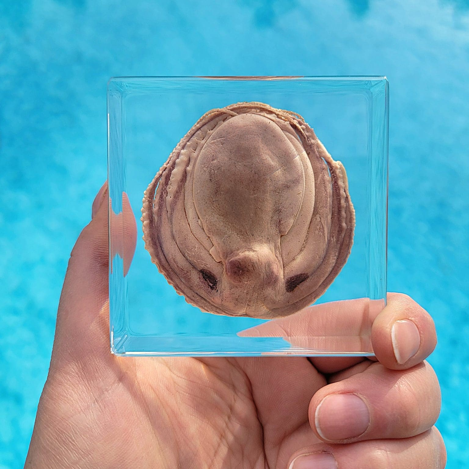 Octopus, Real Octopus in Resin, Preserved Sea Creature, Octopus ...