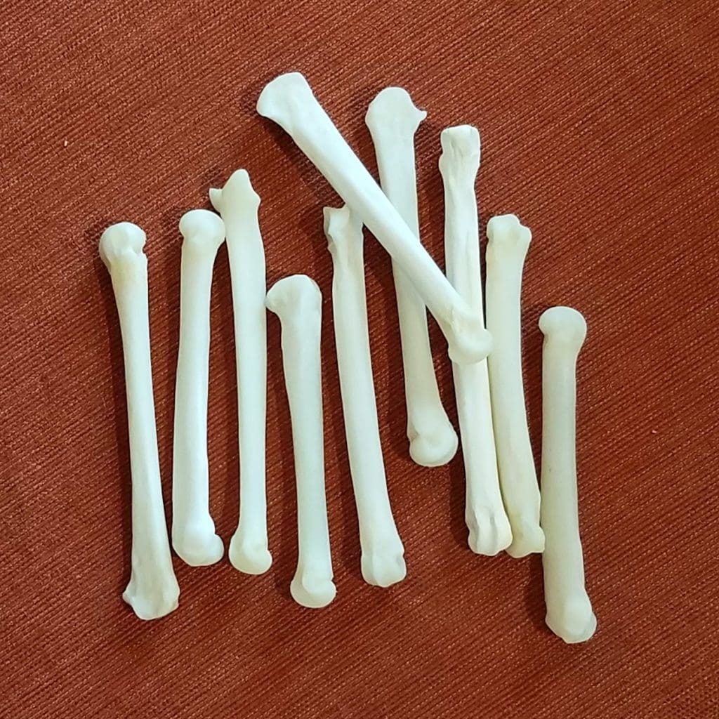 Large Coyote Toe Bones in Jar, Curio Jar, Oddities and Curiosities ...