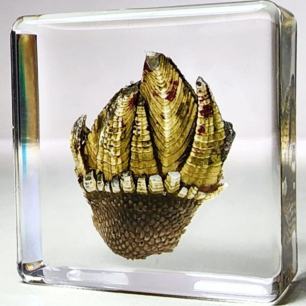 Bizarre Barnacle in Resin, Tiny Oddities and Curiosities - Oddities For ...