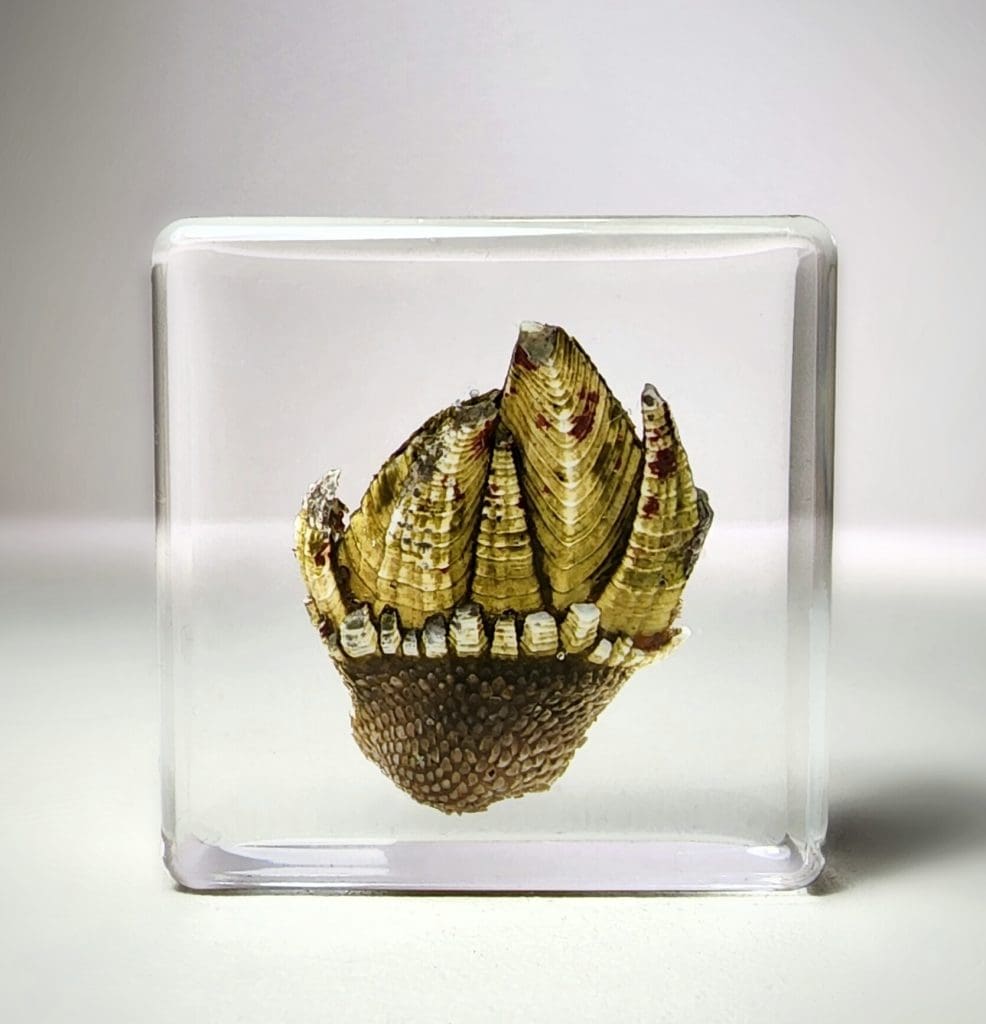 Bizarre Barnacle in Resin, Tiny Oddities and Curiosities - Oddities For ...